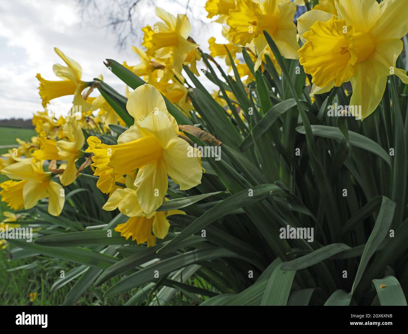 dazzling mass of yellow Daffodils (Narcissus) on a bright sunny Spring ...