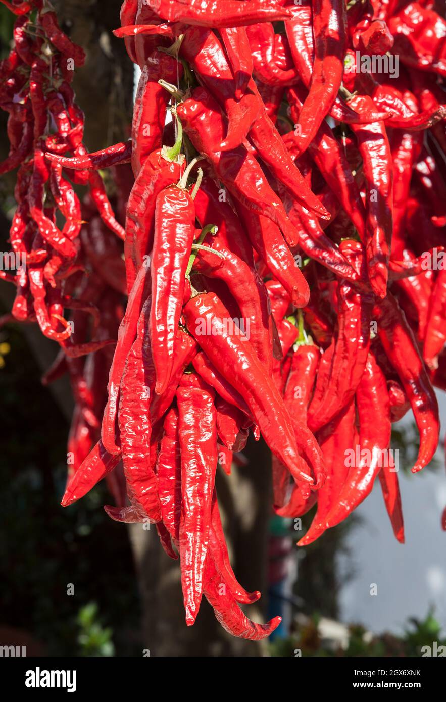 Ristra de guindas drying under sun outdoors village house. Guindas are ...