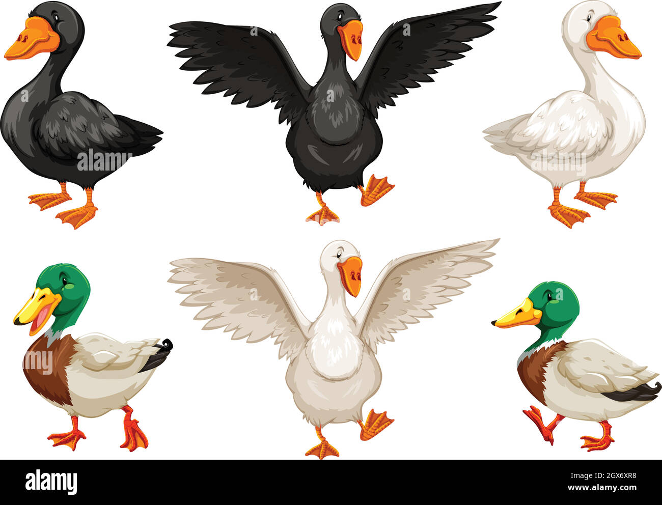 Cartoon ducks Cut Out Stock Images & Pictures - Alamy