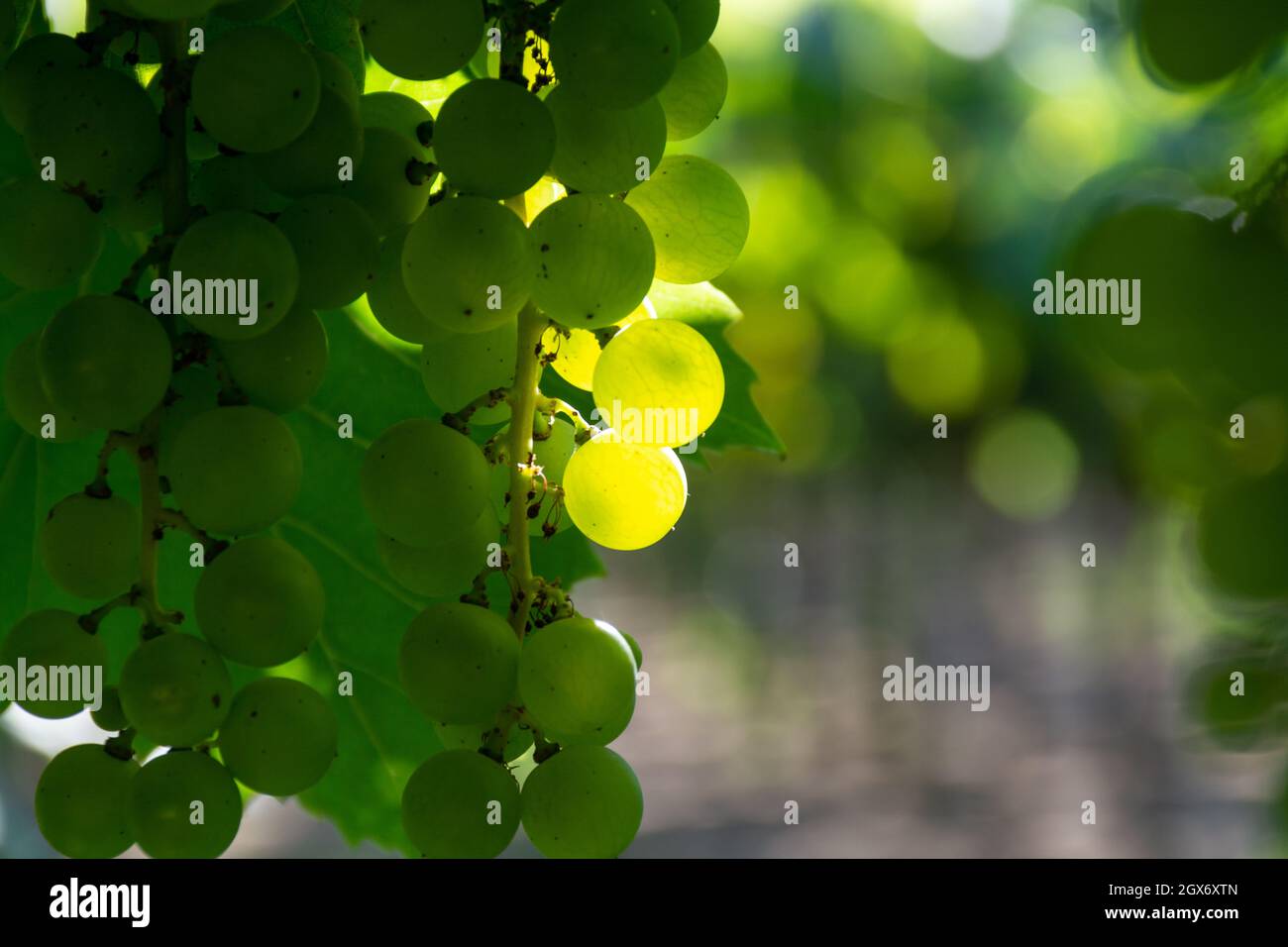 Bunches of white wine muscat grapes ripening in sunlights on vineyards ...