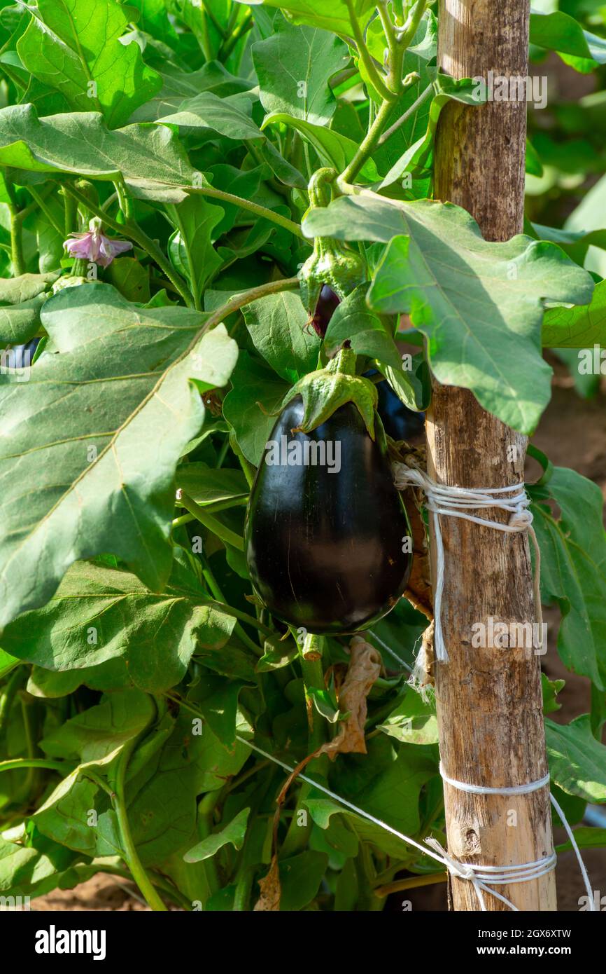 Vegetables farm with rows of eggplants plants with ripe violet fruits ...