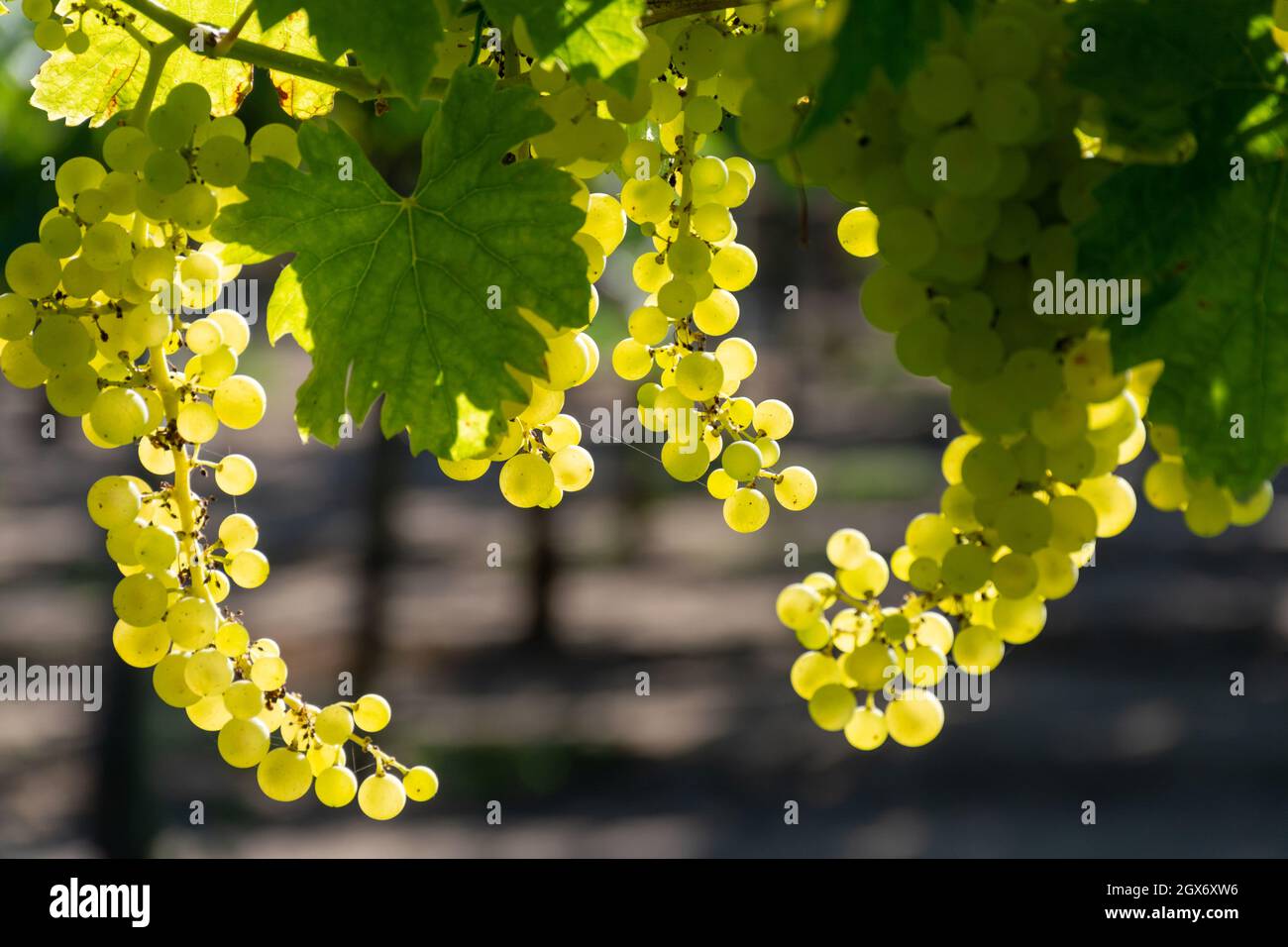 Bunches of white wine muscat grapes ripening in sunlights on vineyards ...