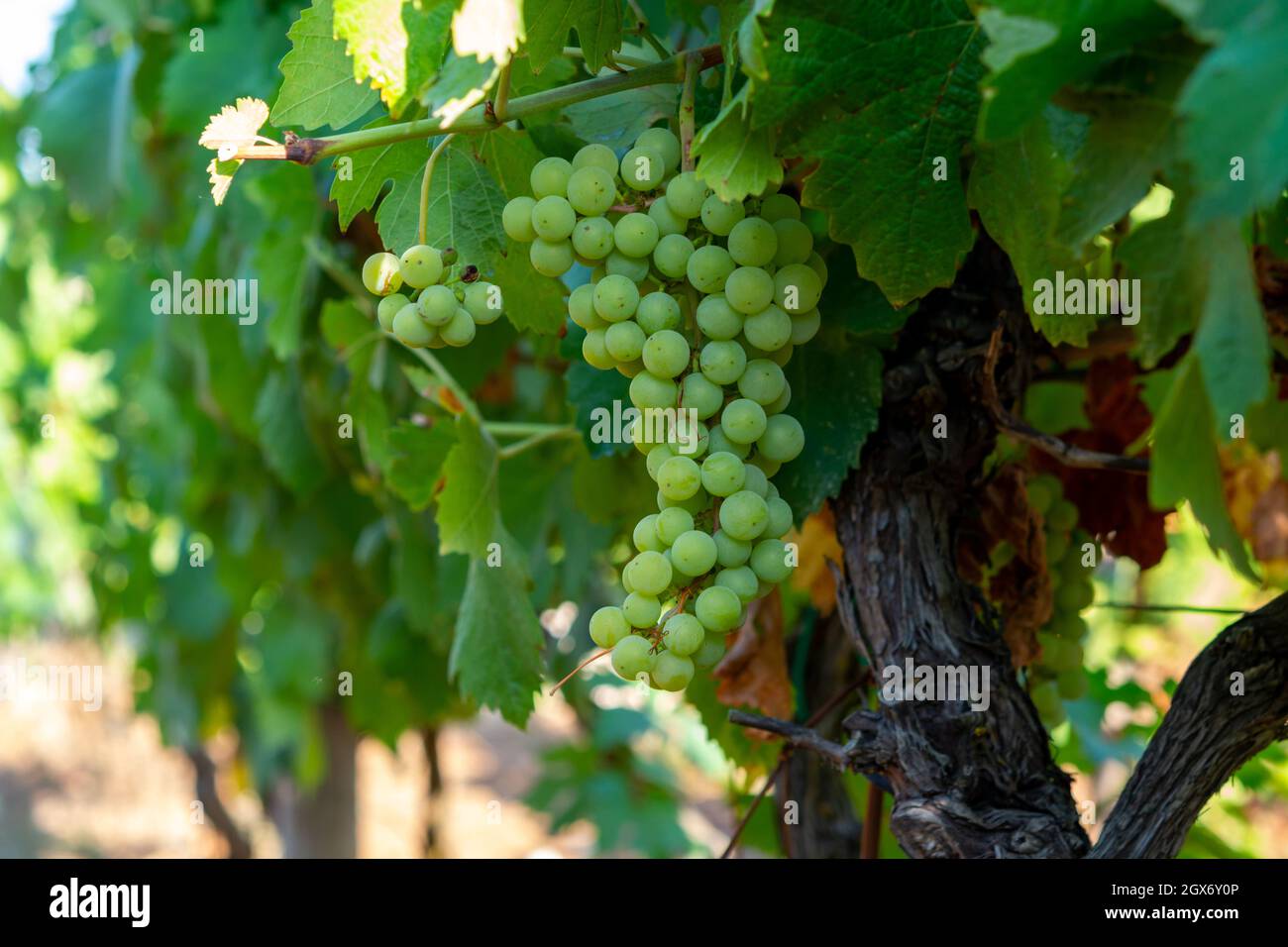 Bunches of white wine trebbiano grapes ripening in sunlights on ...