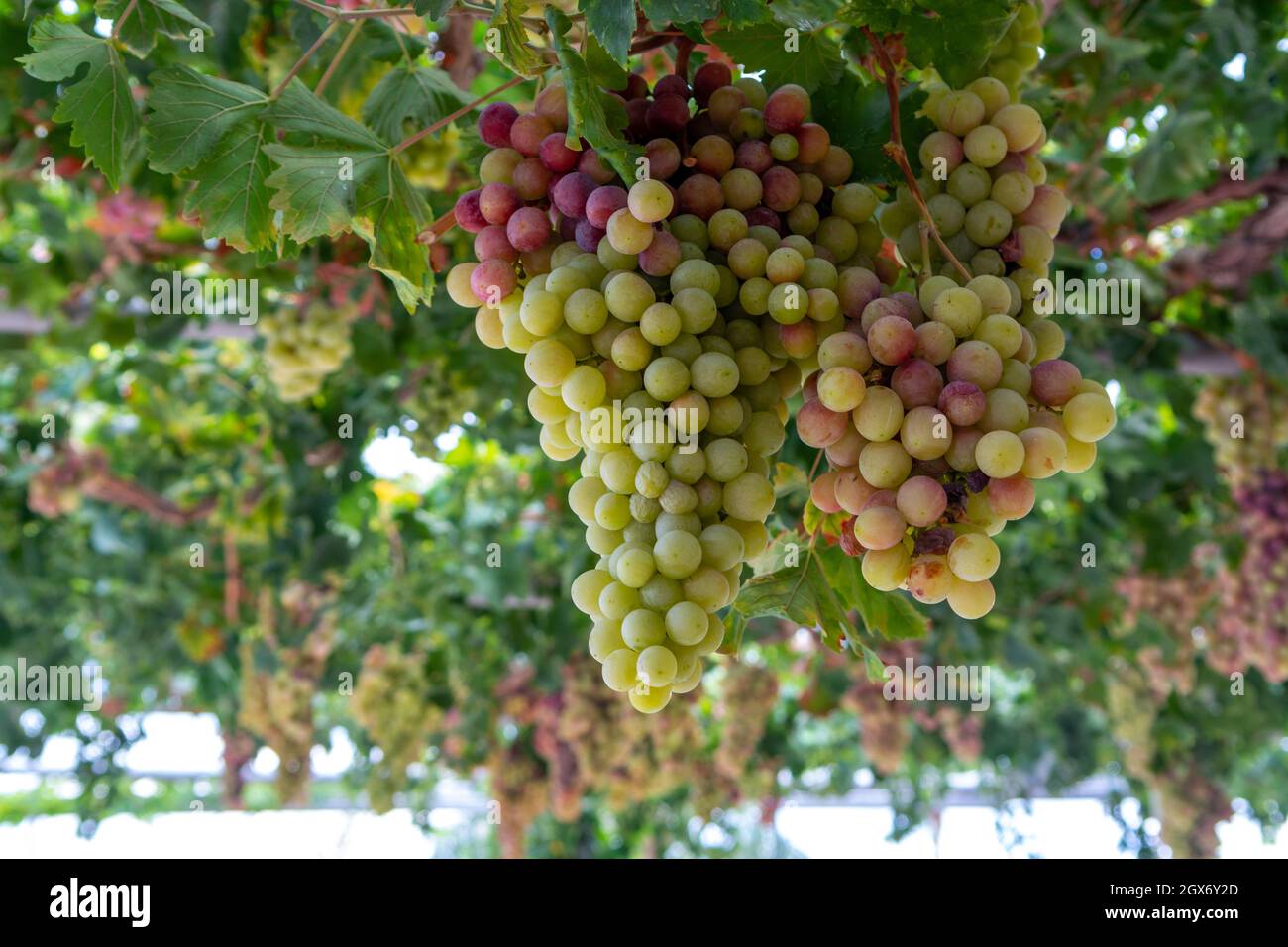 Bunches of white-pink sweet seedless table grapes ripening on vineyars ...