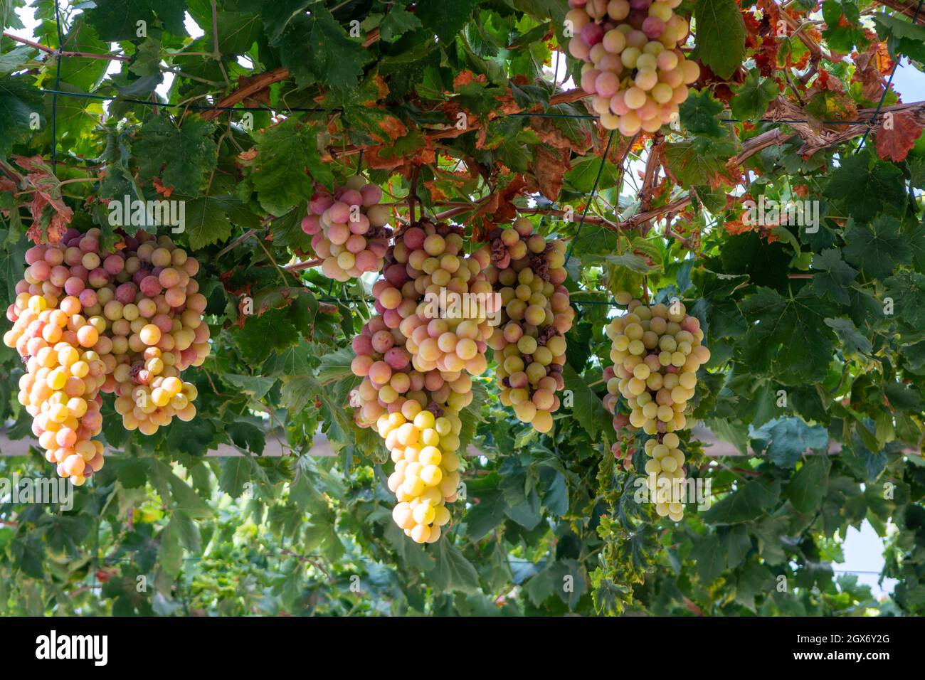 Bunches of white-pink sweet seedless table grapes ripening on vineyars ...
