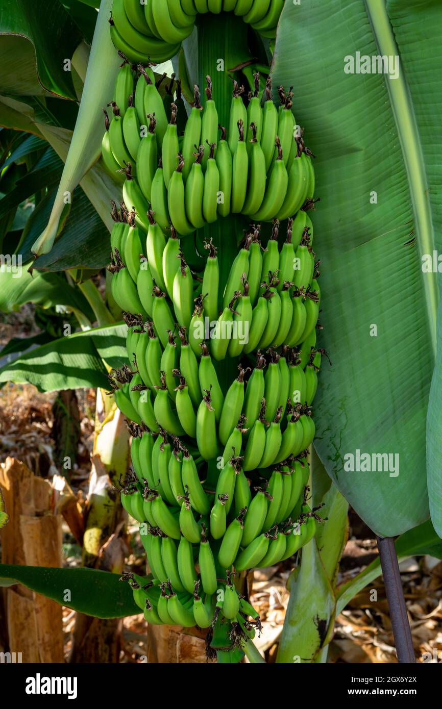 Banana trees plantations with clusters of green bananas tropical fruits ...