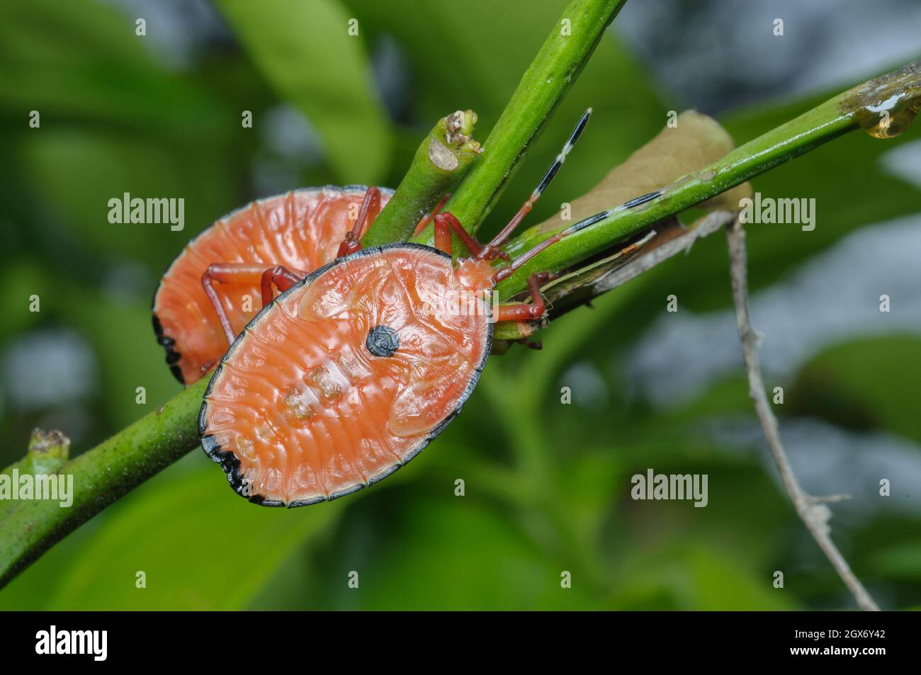 Bronze Orange Bug nymph, Musgraveia sulciventris, at Glenbrook, New ...
