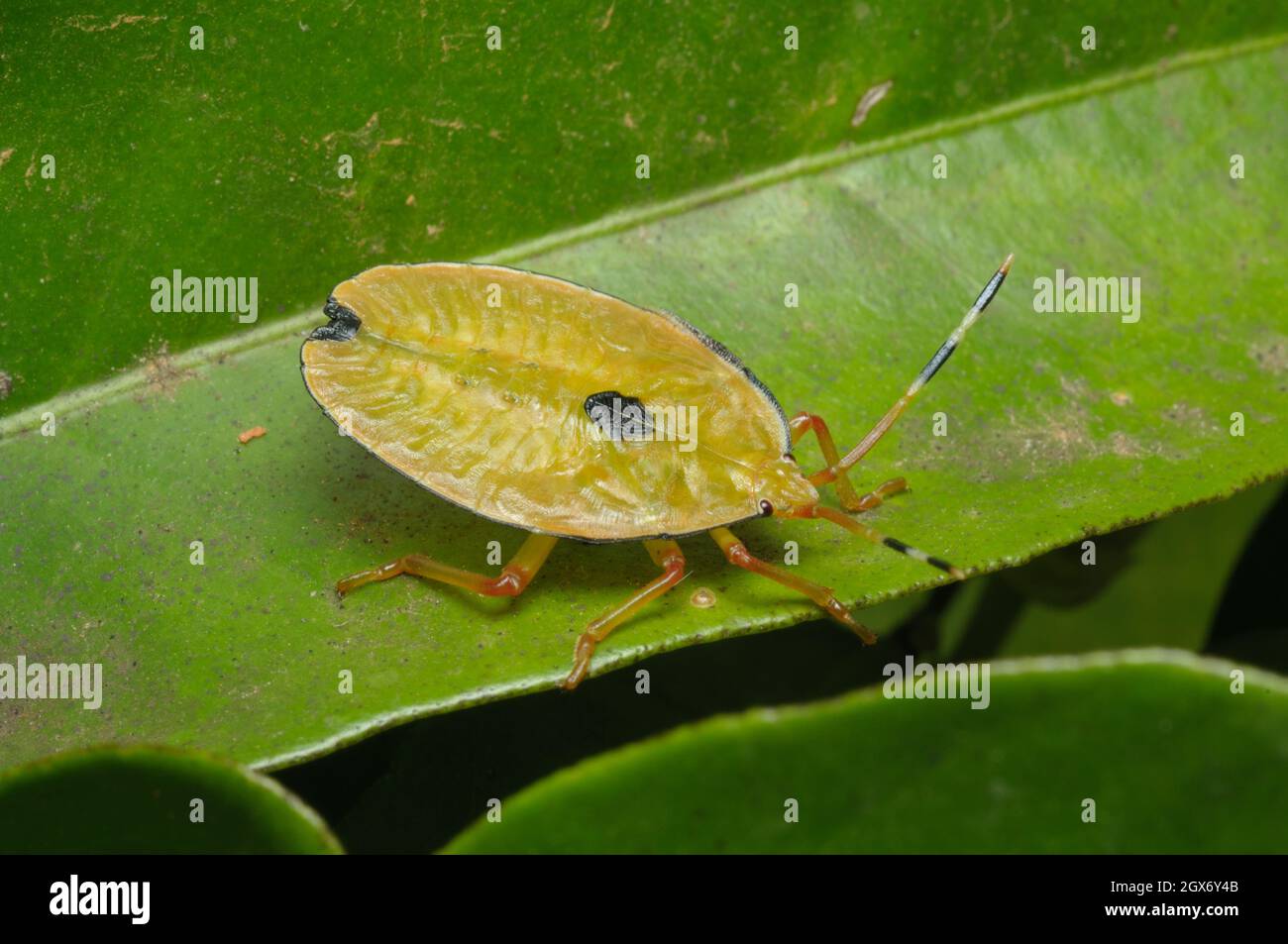 Bronze Orange Bug nymph, Musgraveia sulciventris, at Glenbrook, New ...