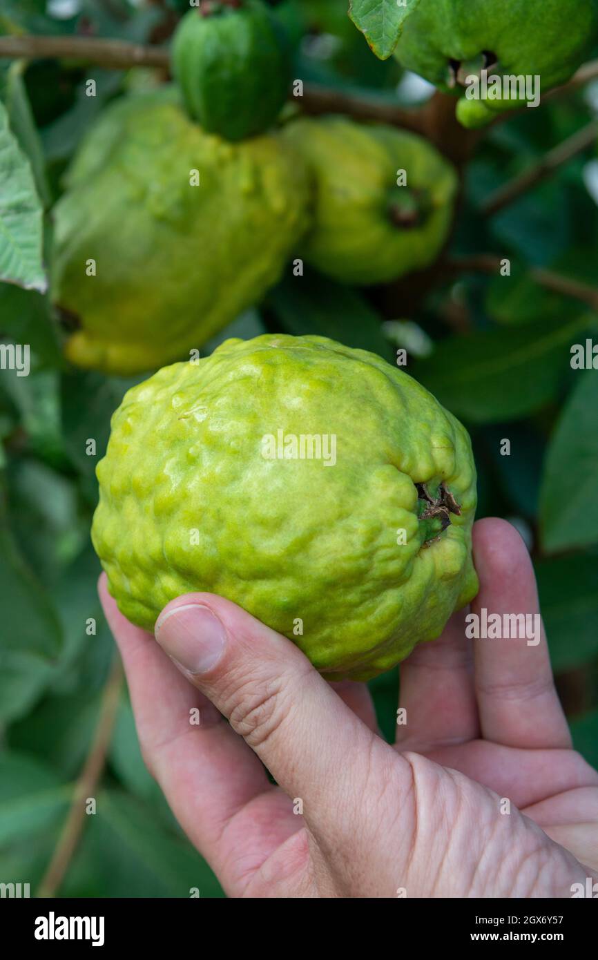 Ripe green and pink from inside aromatic fruits of apple guava plant ...