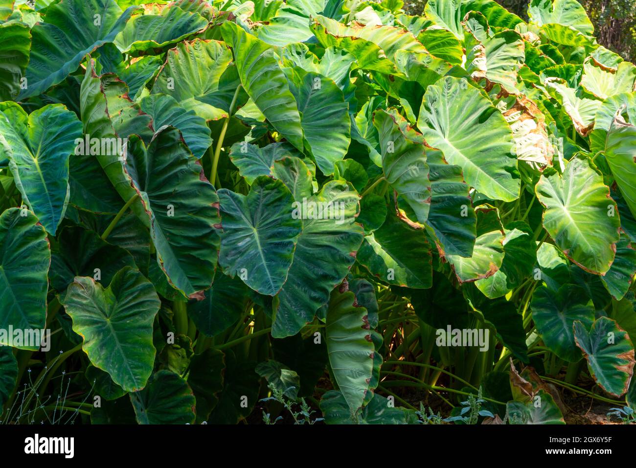 Plantationf of Colocasia esculenta tropical plant grown primarily for ...