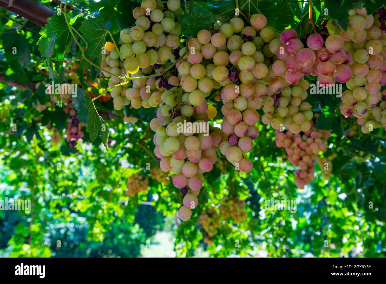 Bunches of white-pink sweet seedless table grapes ripening on vineyars ...