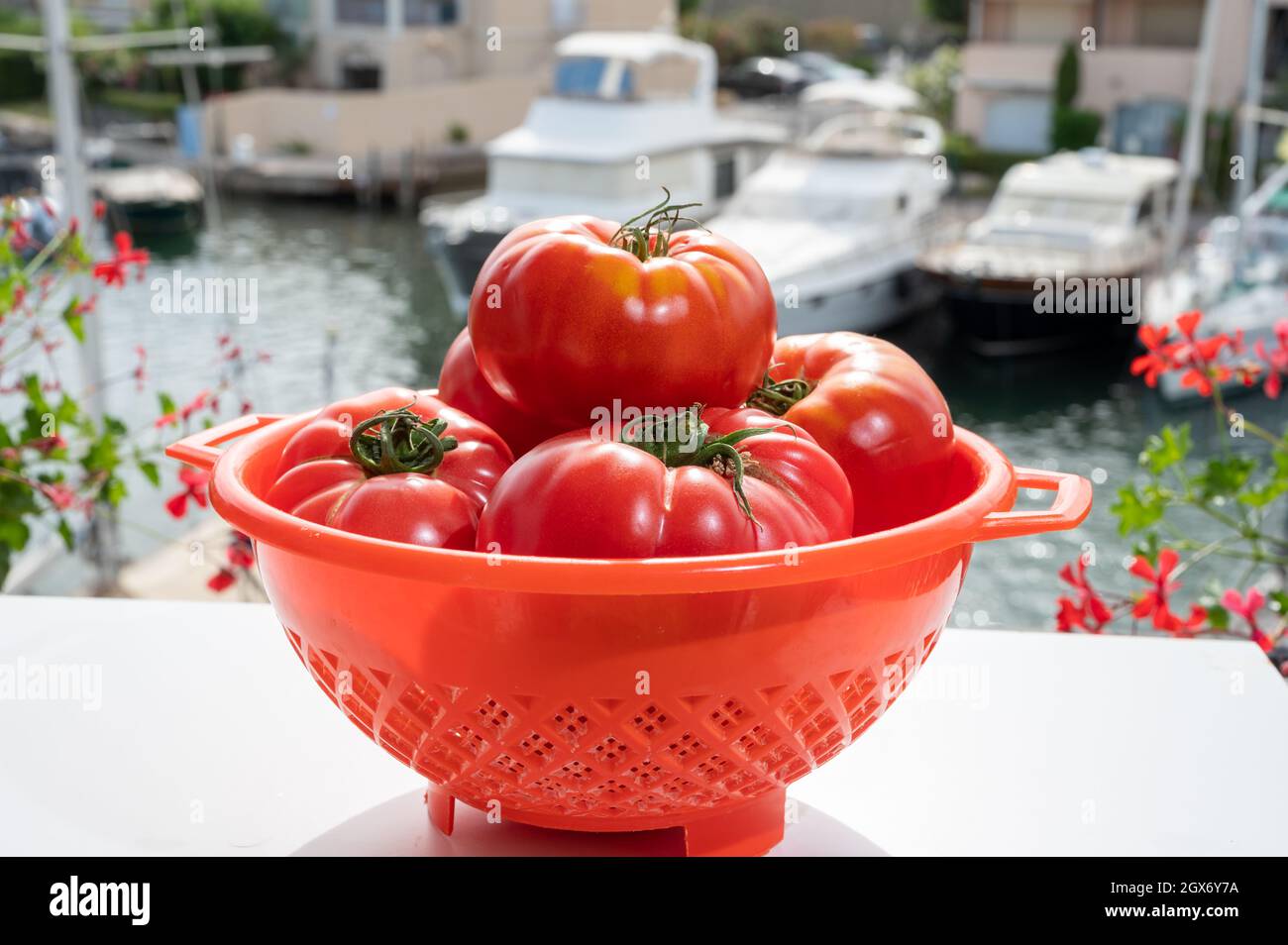 Tasty big ripe french tomatoes from Provence ready to eat in healthy ...