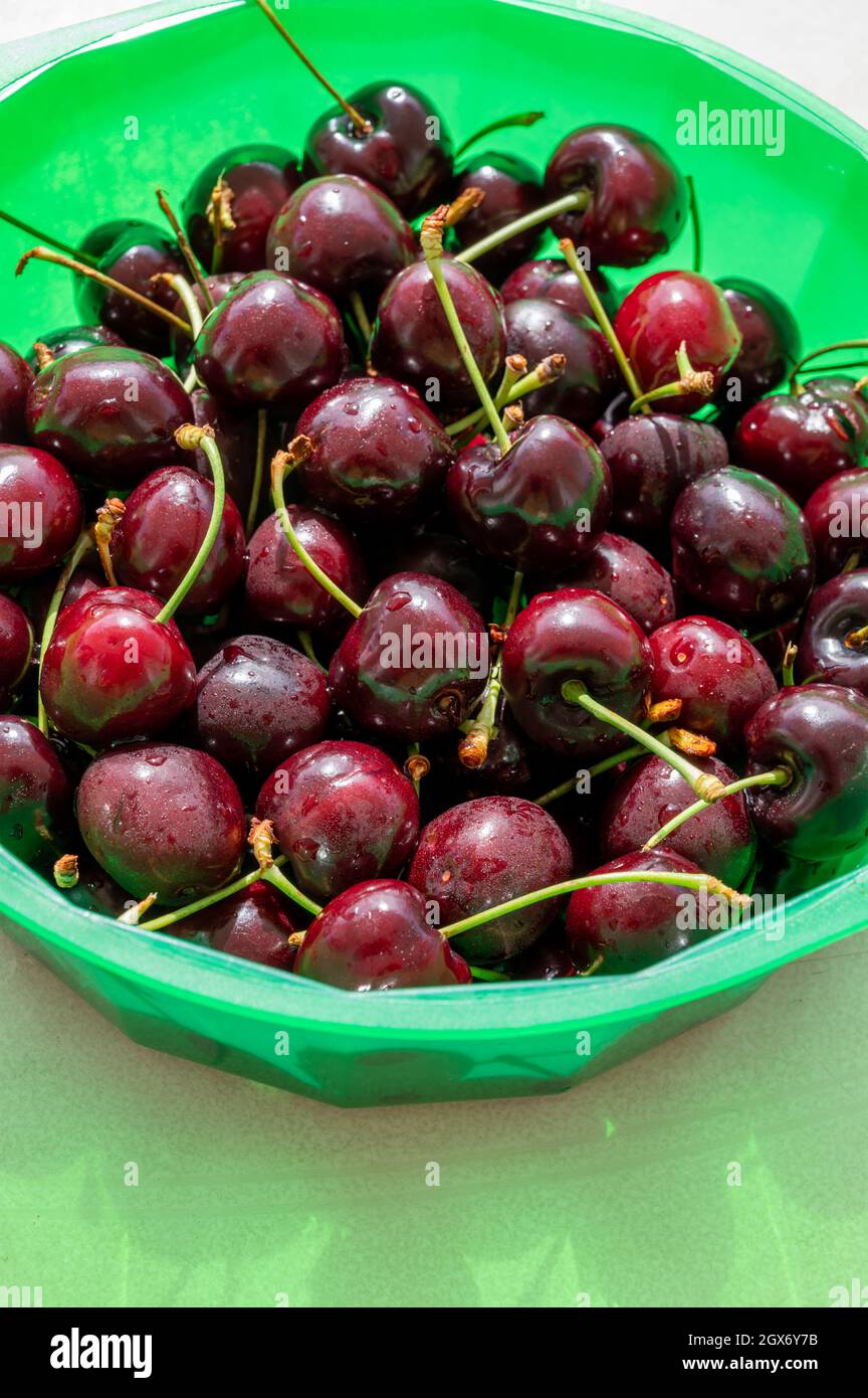 New harvest of fresh ripe dark red cherry berry in Provence, France close up Stock Photo - Alamy