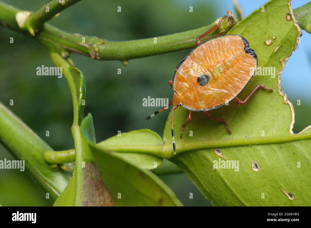 Bronze Orange Bug nymph, Musgraveia sulciventris, at Glenbrook, New ...