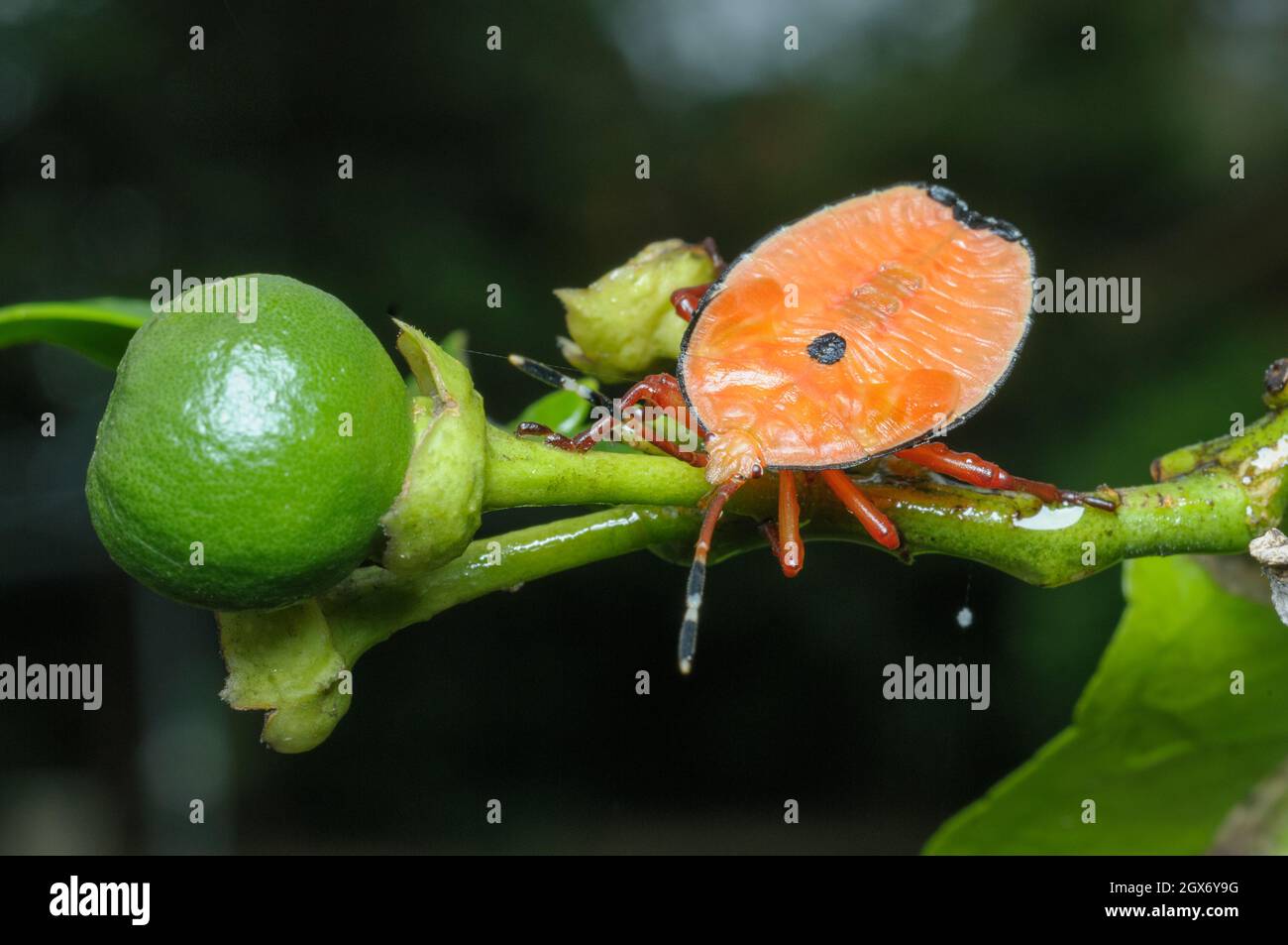 Bronze orange bugs hi-res stock photography and images - Alamy