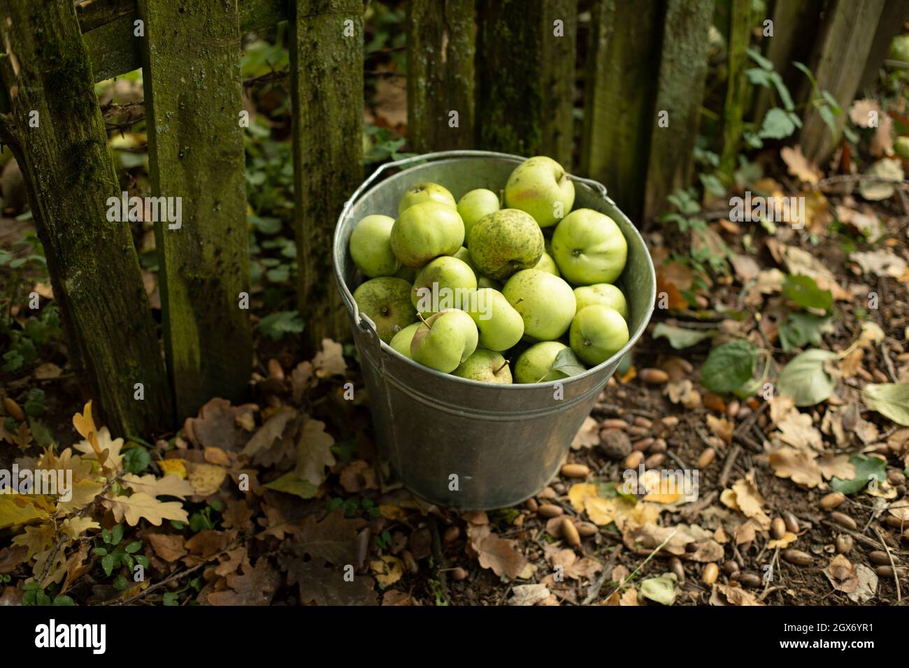Apples in a bucket. Fruit picking in autumn. Harvest of apples in the ...