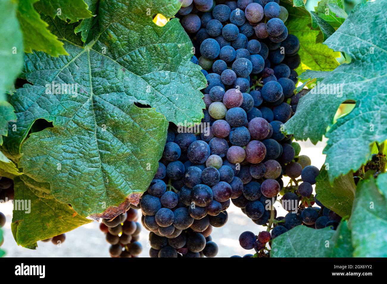 Bunches of red wine merlot grapes ripening on green vineyards near ...