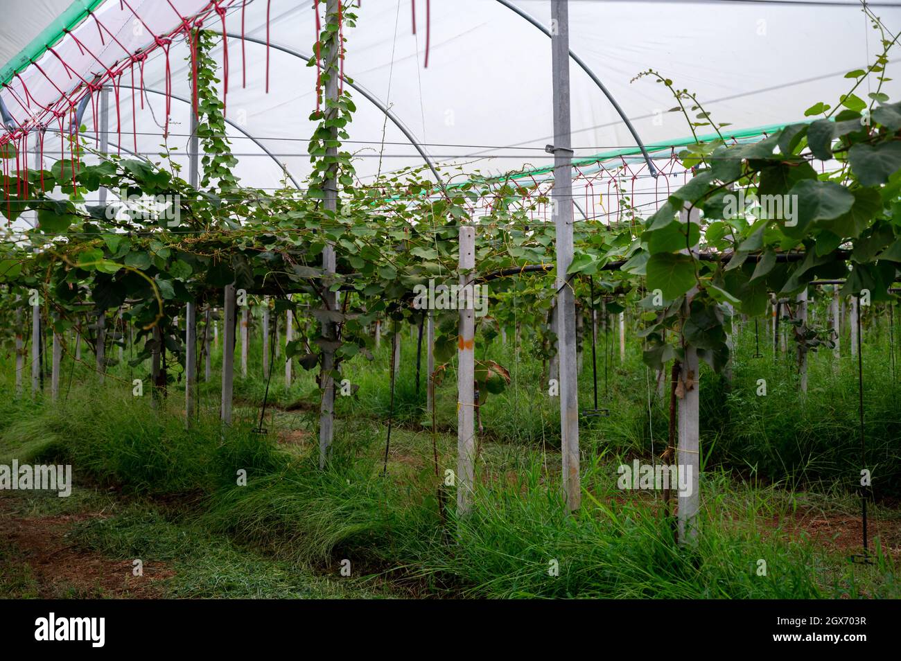 New harvest of ripe green kiwi fruits in orchard, kiwi plantations in ...
