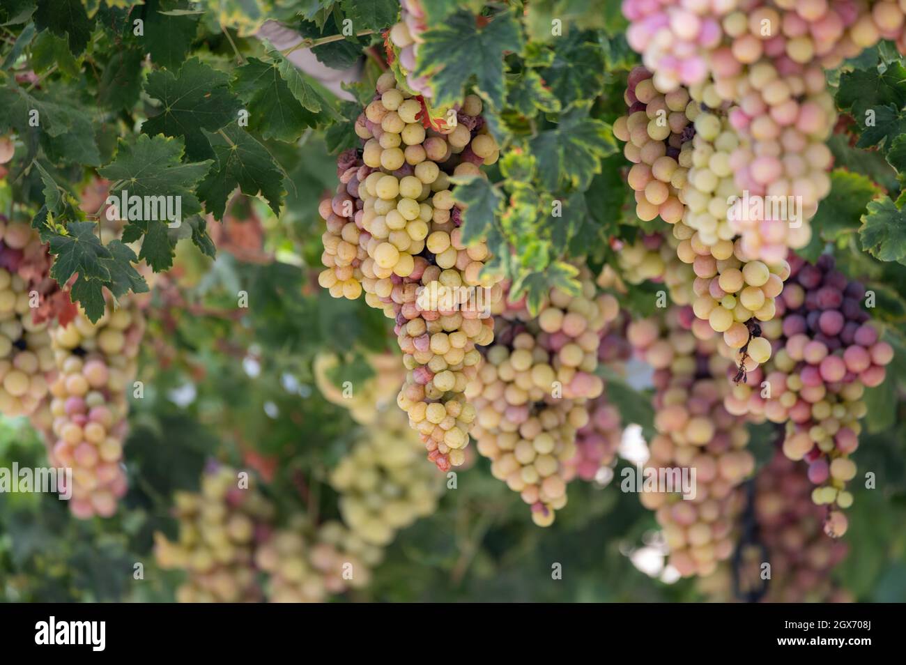 Bunches of white-pink sweet seedless table grapes ripening on vineyars ...