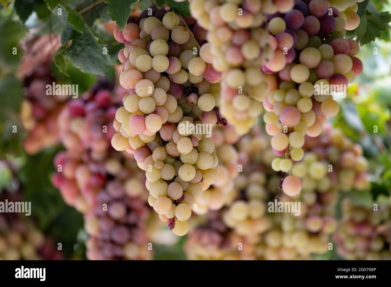 Bunches of white-pink sweet seedless table grapes ripening on vineyars ...