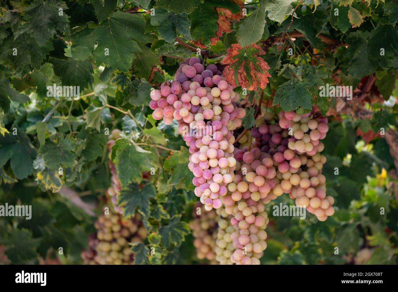 Bunches of white-pink sweet seedless table grapes ripening on vineyars ...