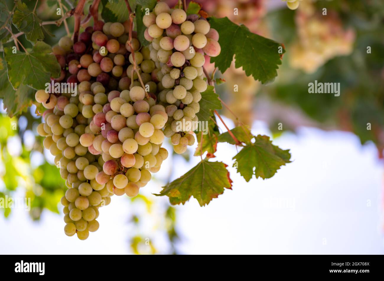 Bunches of white-pink sweet seedless table grapes ripening on vineyars ...