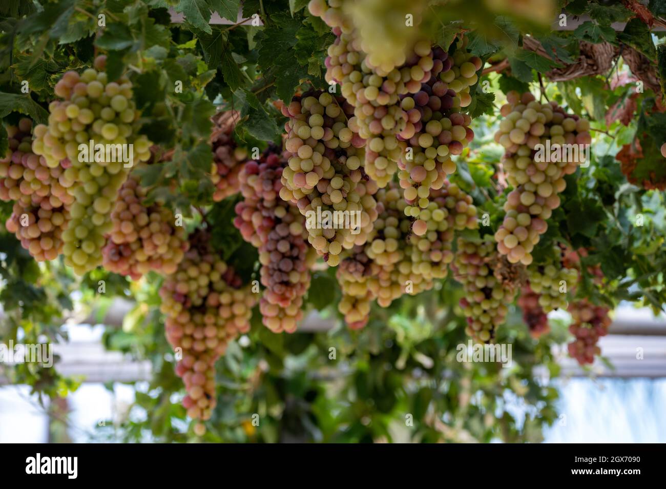 Bunches of white-pink sweet seedless table grapes ripening on vineyars ...