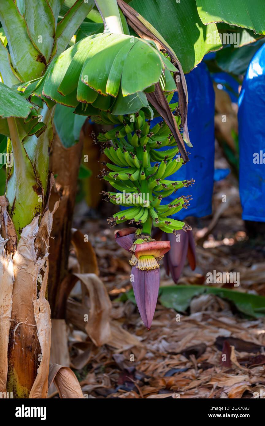 Banana trees plantations with clusters of green bananas tropical fruits ...