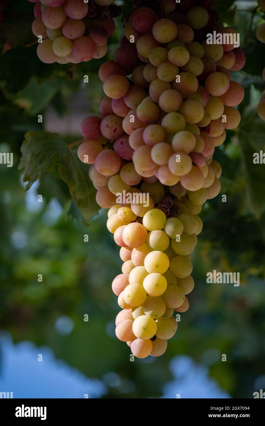 Bunches of white-pink sweet seedless table grapes ripening on vineyars ...