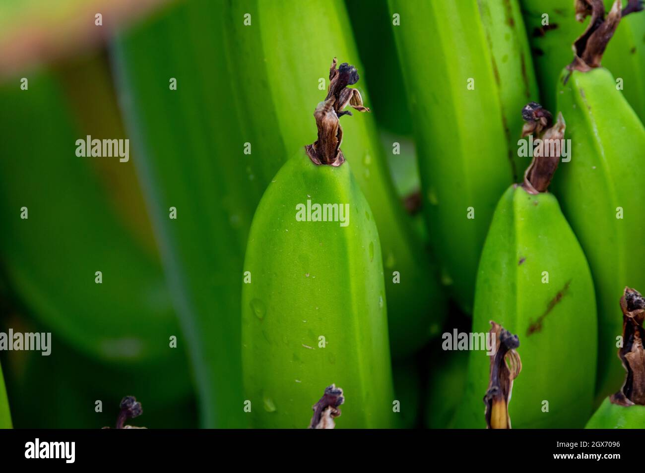 Banana trees plantations with clusters of green bananas tropical fruits ...