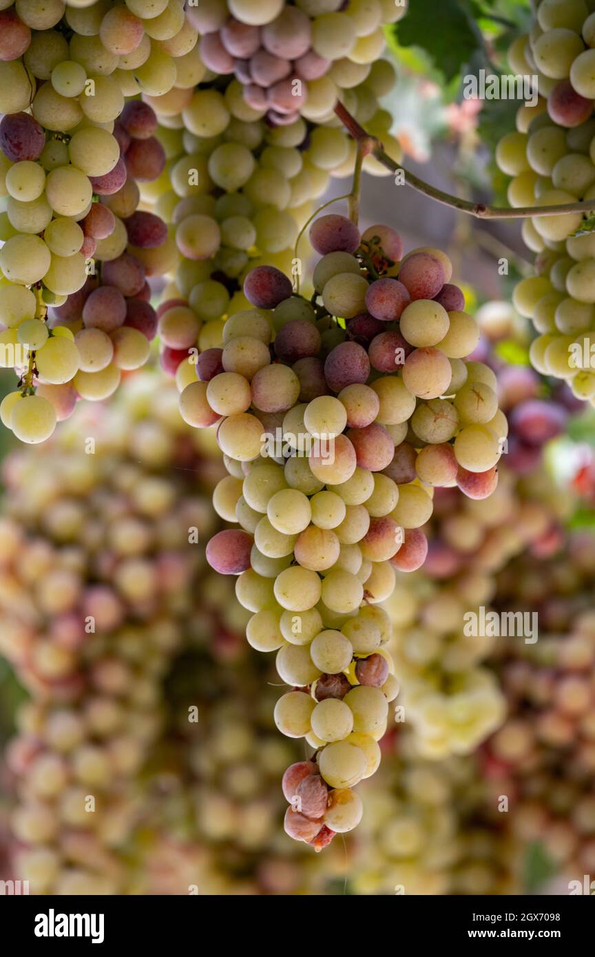 Bunches of white-pink sweet seedless table grapes ripening on vineyars ...