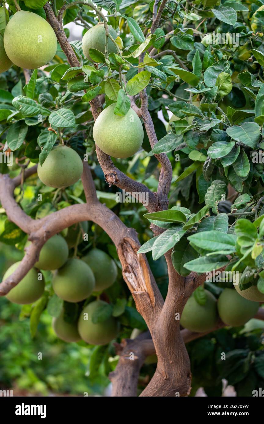 Big round pomelo tropical citrus fruits hanging on trees on pomelo ...
