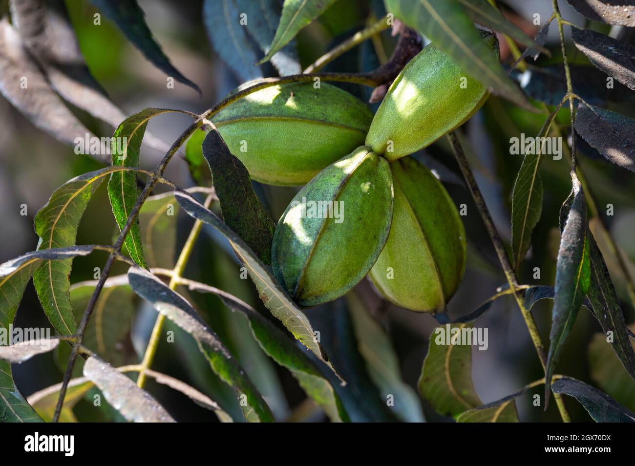 Green pecan nuts ripening on plantations of pecan trees on Cyprus near ...