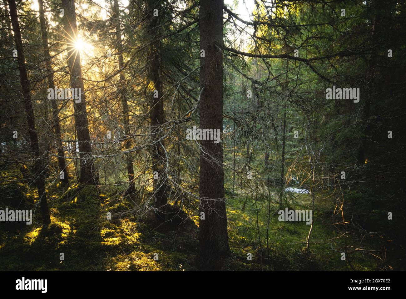 Beautiful view of trees and plants in a forest Stock Photo - Alamy