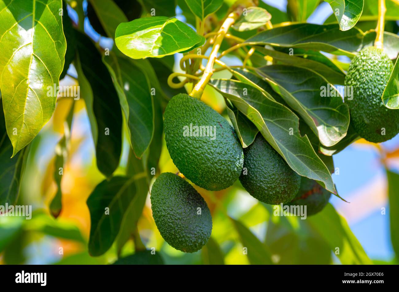 Green ripe organic avocados fruits hanging on avocado trees plantation ...