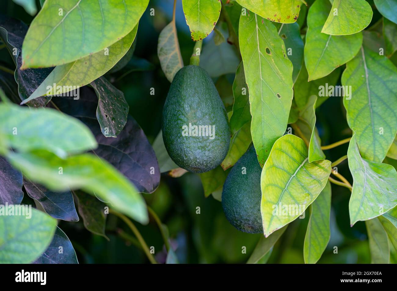 Green ripe organic avocados fruits hanging on avocado trees plantation ...
