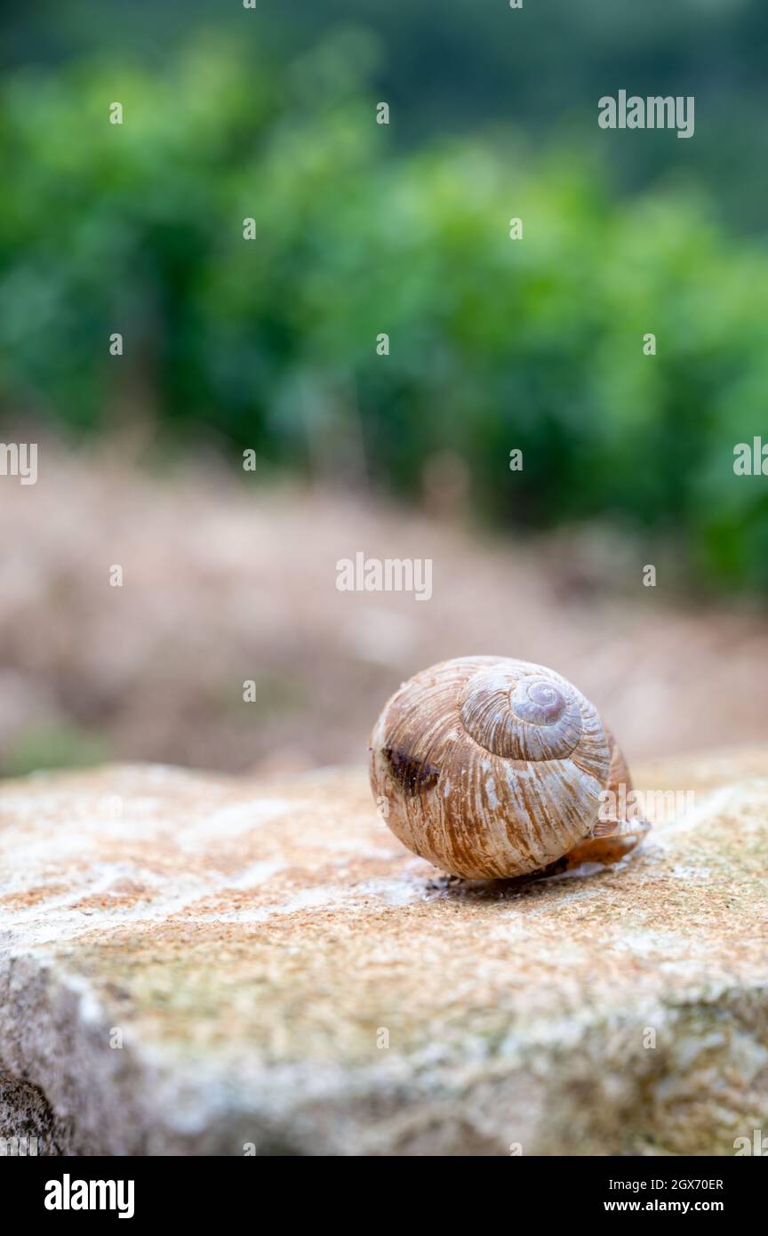 French cuisine, big tasty edible land snails escargot growing on ...