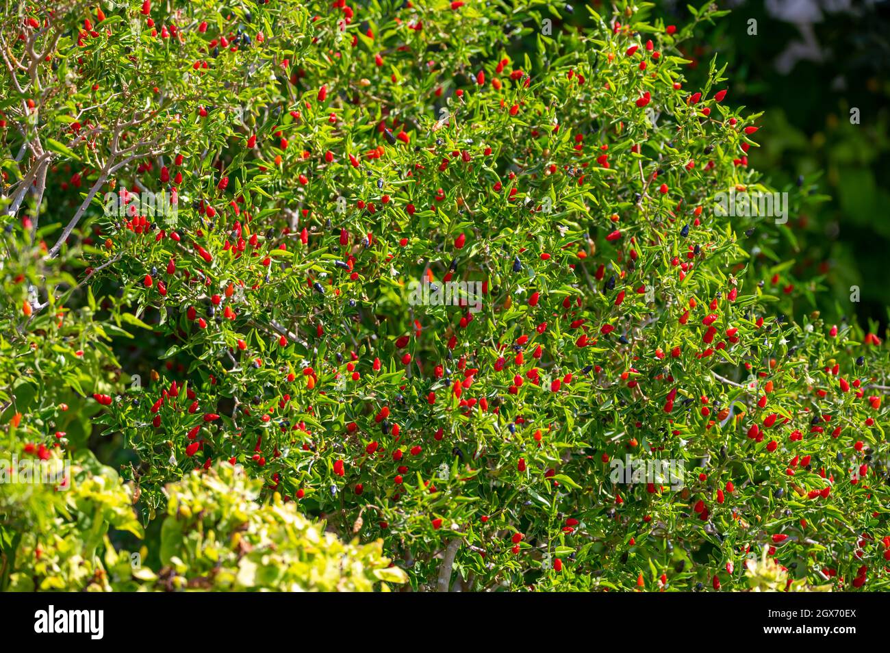 Small ripe red hot chili peppers growing on plant ready to harvest ...