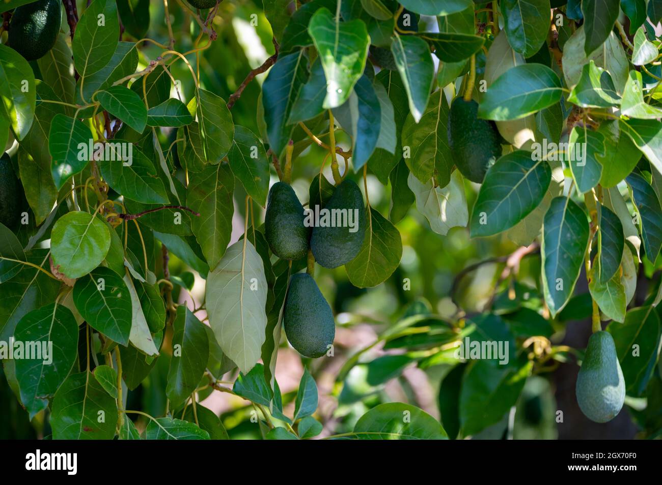 Green ripe organic avocados fruits hanging on avocado trees plantation ...