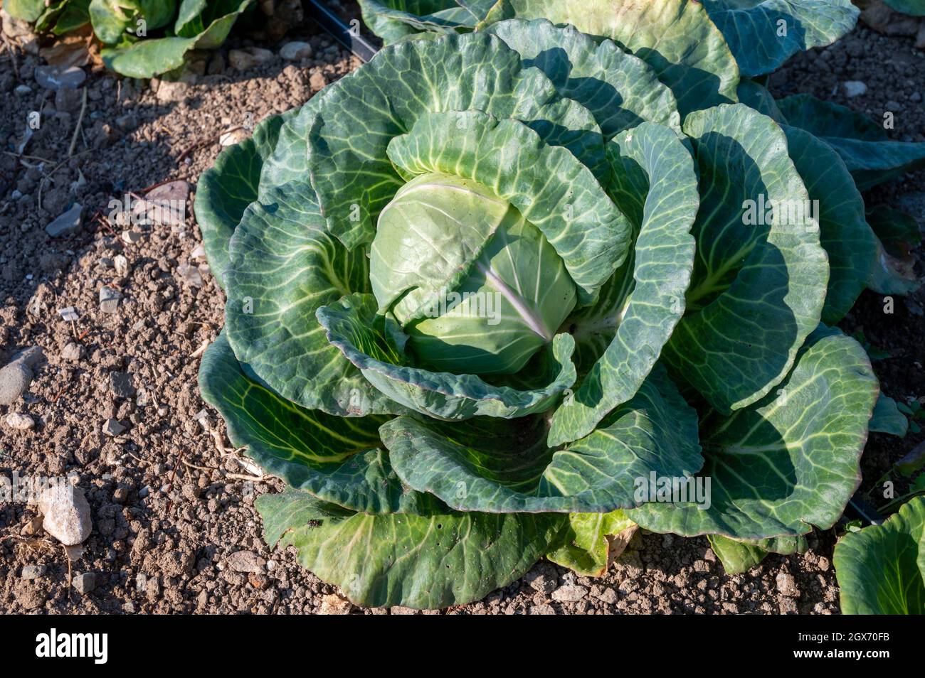 Head of white cabbage plant growing in vegetable garden Stock Photo - Alamy