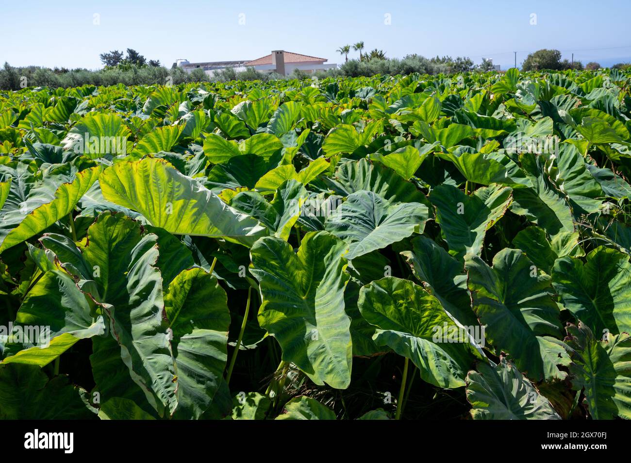 Plantationf of Colocasia esculenta tropical plant grown primarily for ...