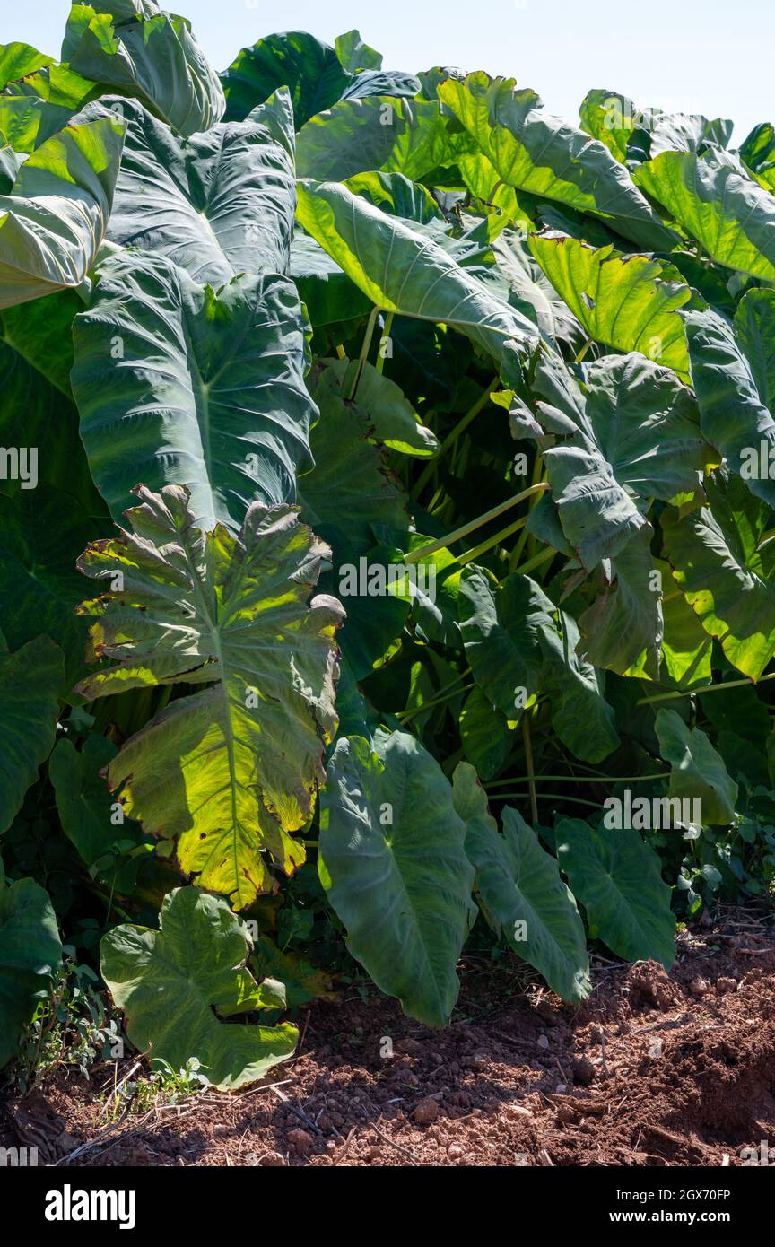 Plantationf of Colocasia esculenta tropical plant grown primarily for ...