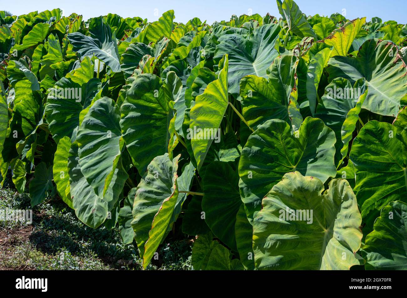 Plantationf of Colocasia esculenta tropical plant grown primarily for ...