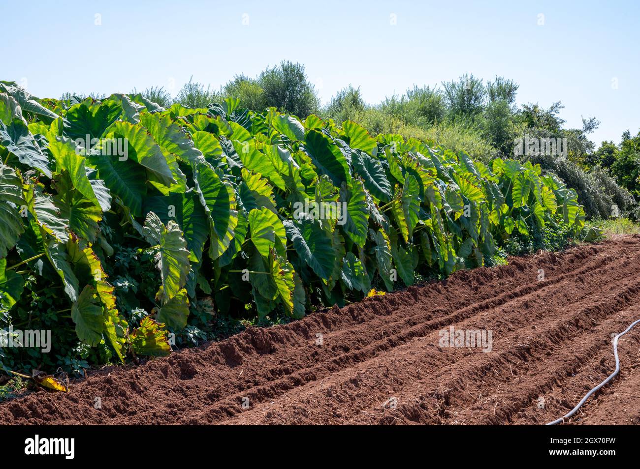 Plantationf of Colocasia esculenta tropical plant grown primarily for ...