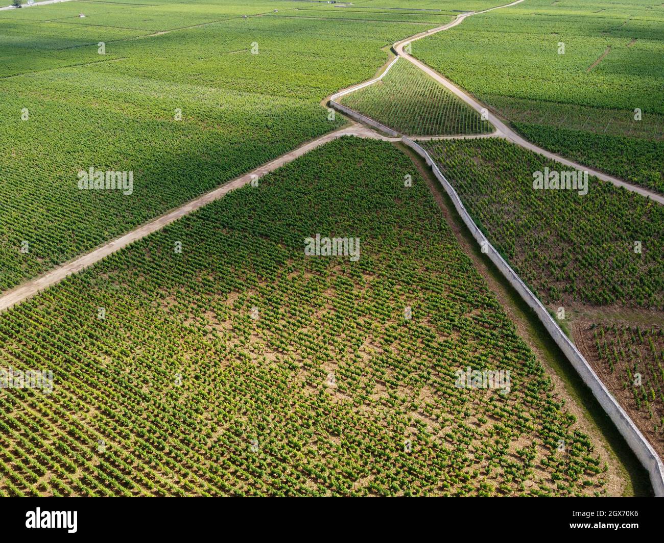 Aerian view on green grand cru and premier cru vineyards with rows of ...