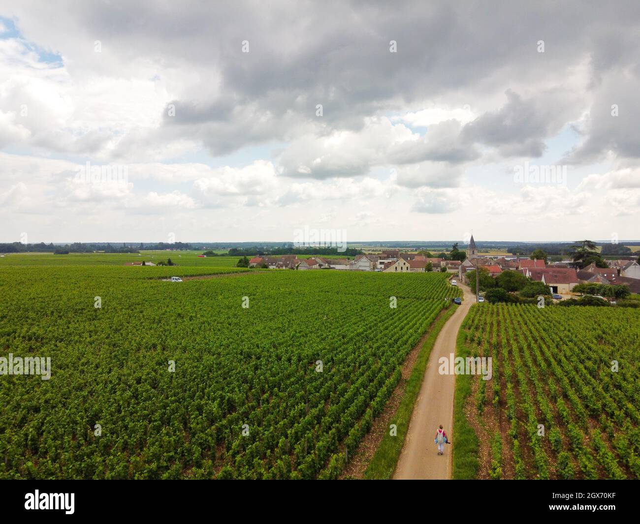 Aerian view on green grand cru and premier cru vineyards with rows of ...