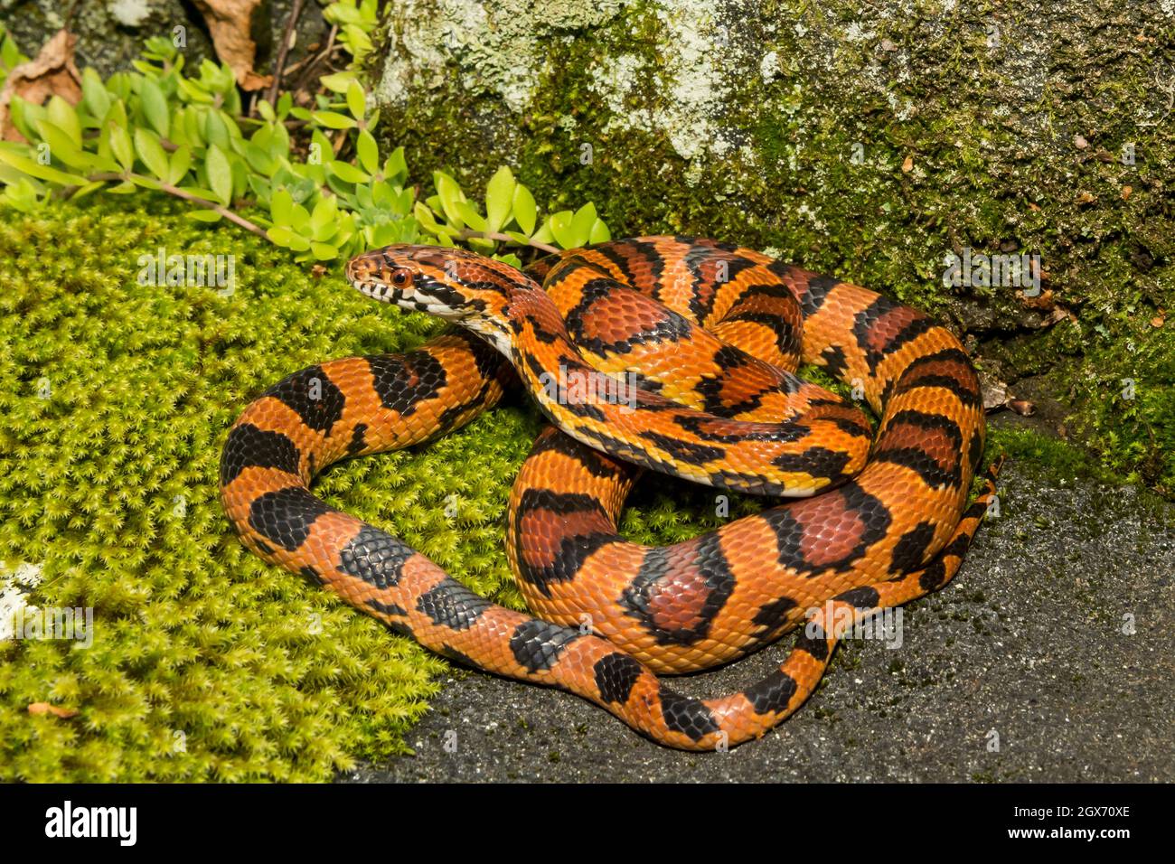 Elaphe guttata corn snake hi-res stock photography and images - Alamy