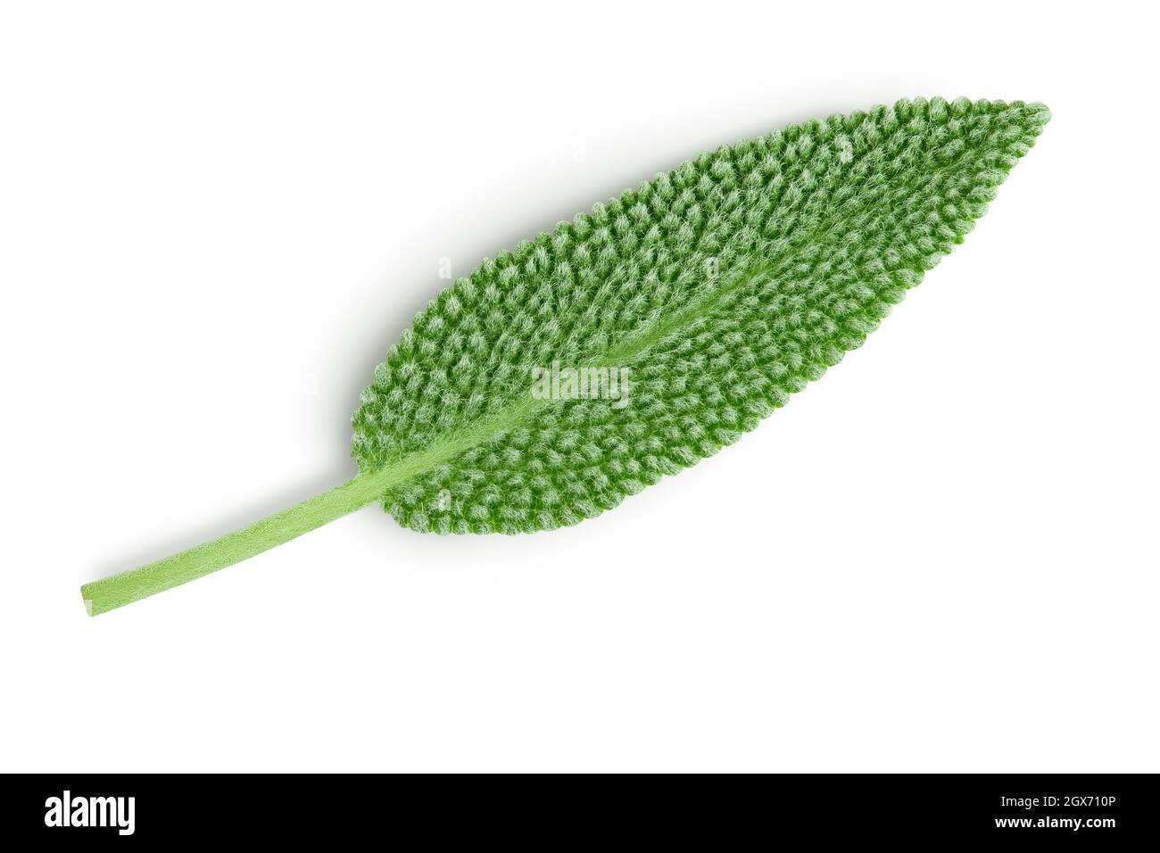 fresh sage herb isolated on white background with clipping path and ...