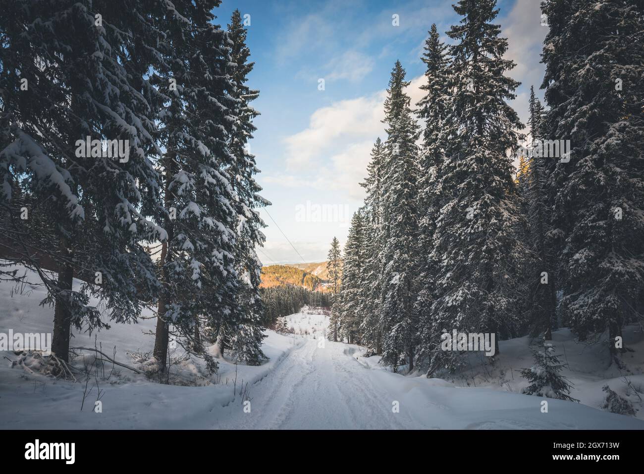 Beautiful shot of a snowy forest Stock Photo - Alamy