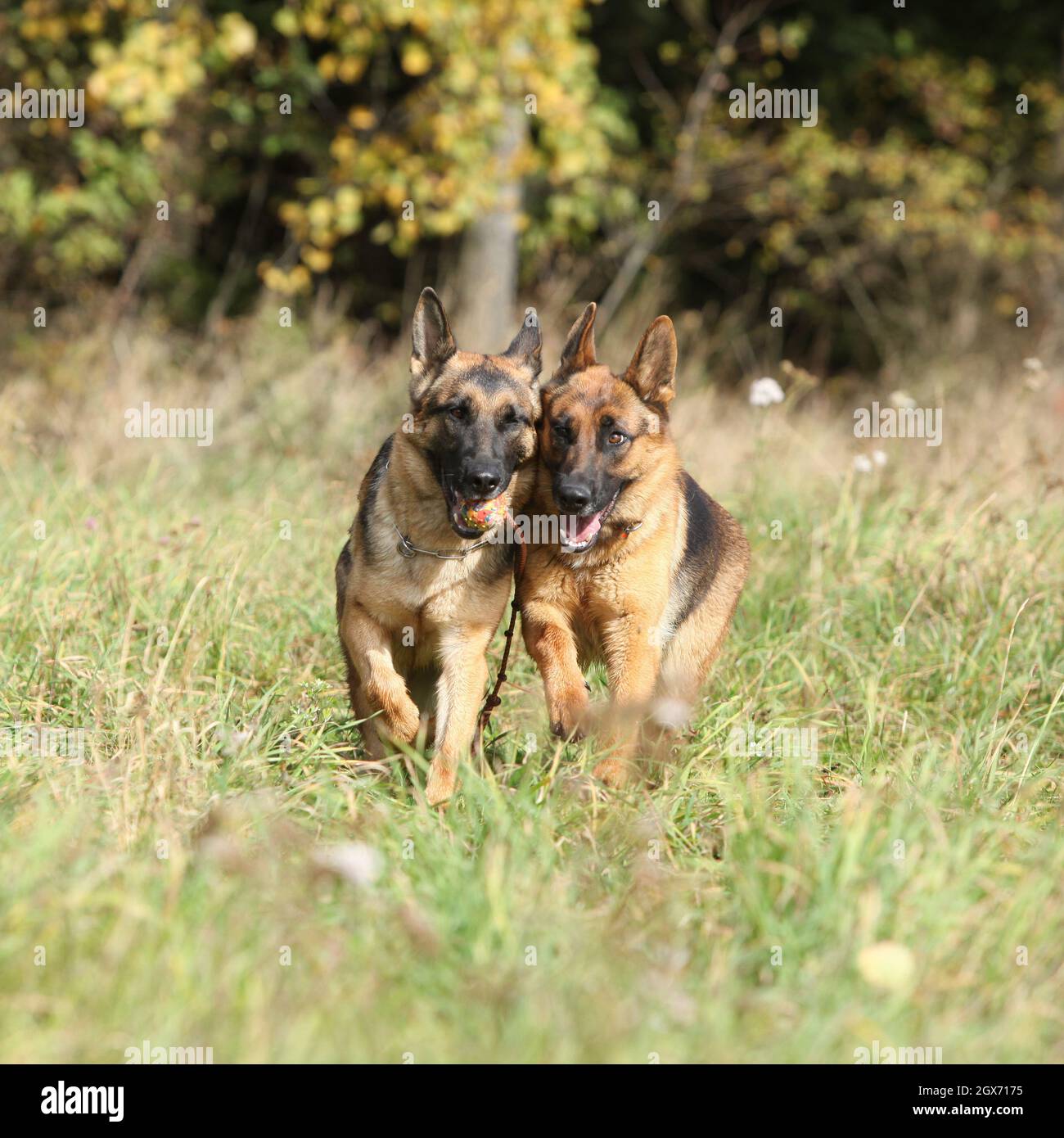 Amazing couple of German shepherd together in autumn Stock Photo - Alamy